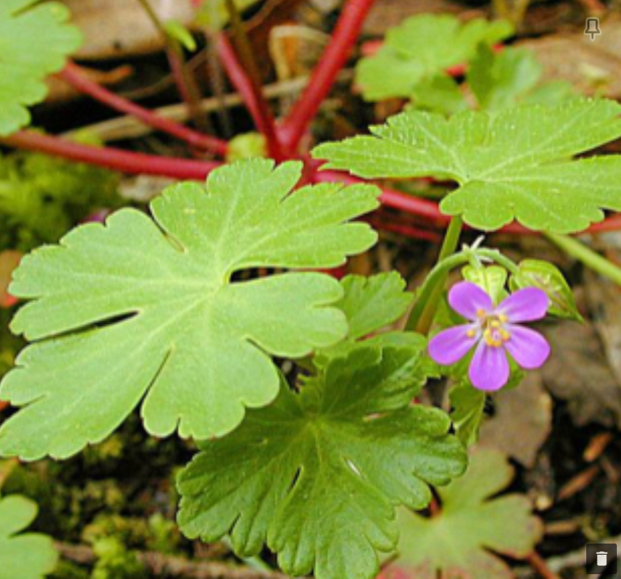 April (Spring) Director’s Report 2021 – OPSRRA